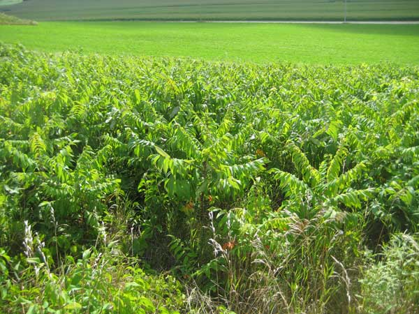 Sumac Removal – Pleasant Valley Conservancy