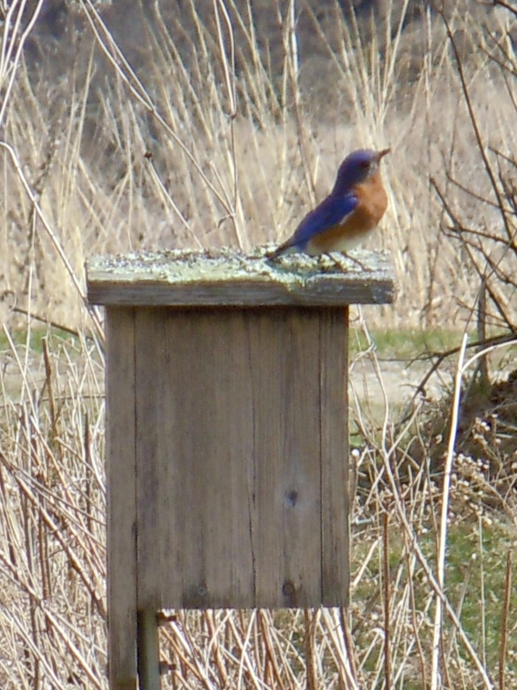 Happy Bluebird Trails