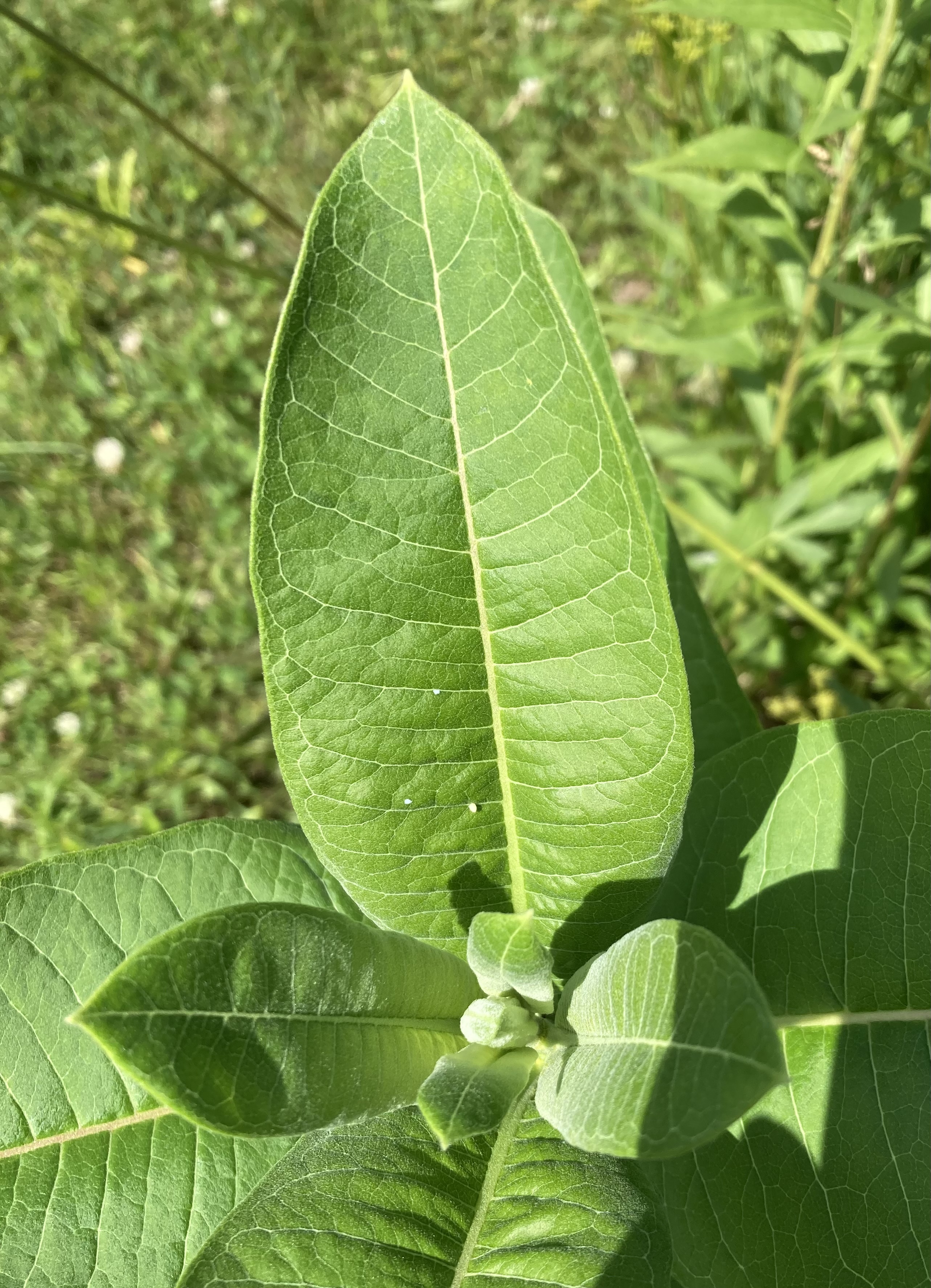 Small Things, and Things Beyond Measure