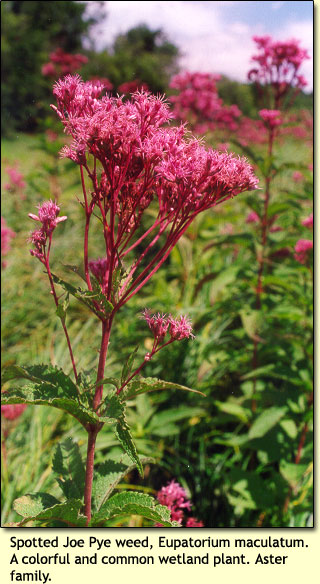JOE-PYE-WEED