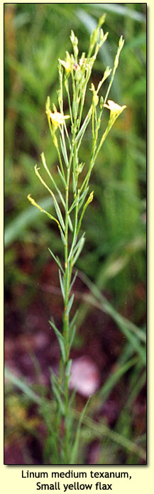 Linum-medium-texanum-N508