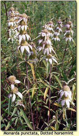 Monarda-punctata-N603