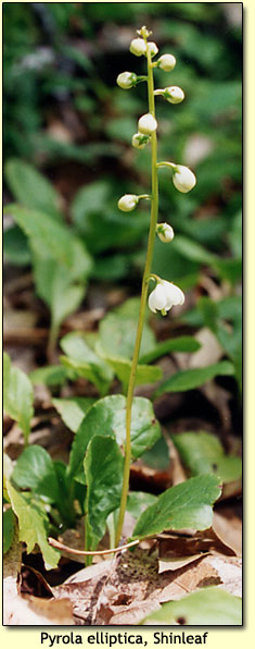 Pyrola-elliptica-N564