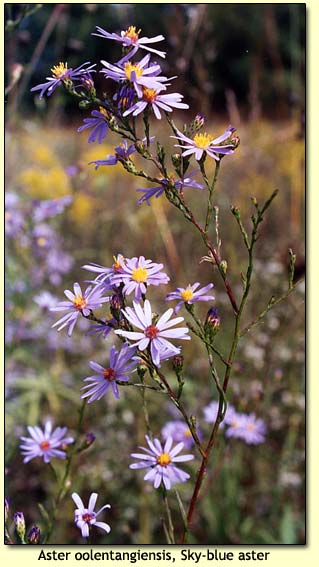 aster-oolentangiensis-N580