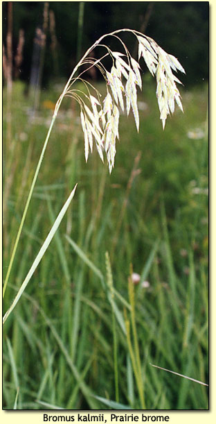 Plant Species – Pleasant Valley Conservancy