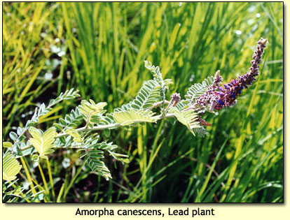 Plant Species – Pleasant Valley Conservancy