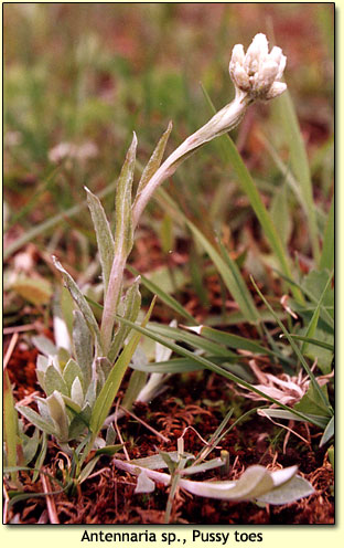 Plant Species – Pleasant Valley Conservancy
