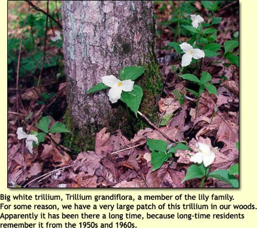 TRILLIUM